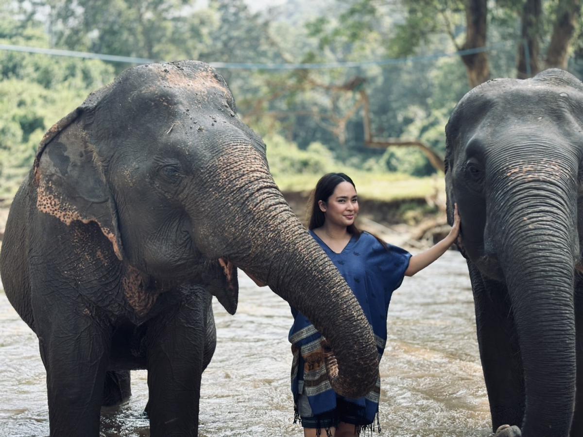 Elephant Sanctuary, Long Neck & Sticky Waterfall Tour : Elephant ChiangMai Thailand Elephant ...